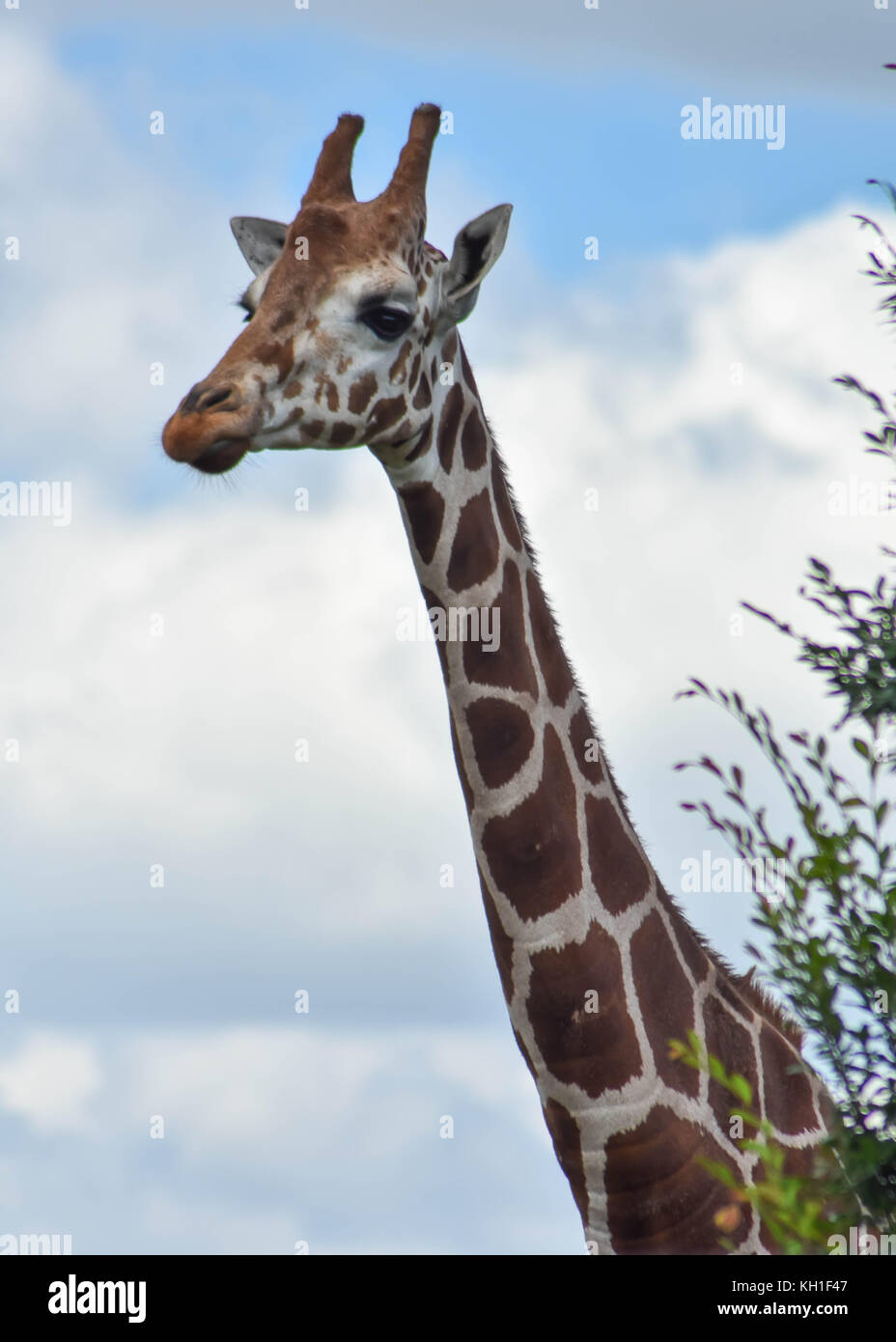 Giraffe with his head in the clouds Stock Photo - Alamy