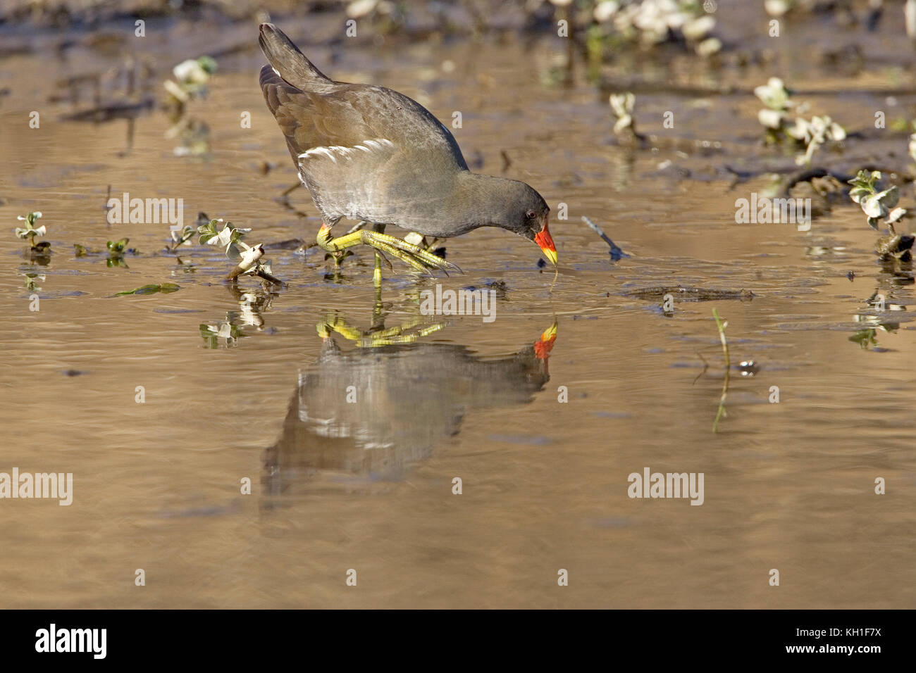 Common moorhen Gallinula chloropus feeding beside the River Avon ...
