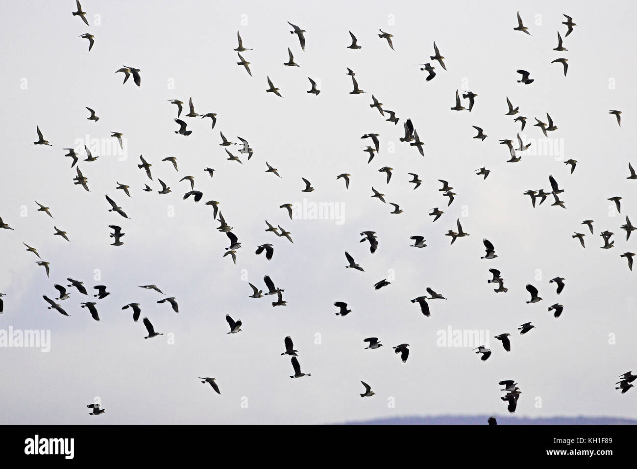 Northern lapwing Vanellus vanellus and European golden plover Pluvialis ...