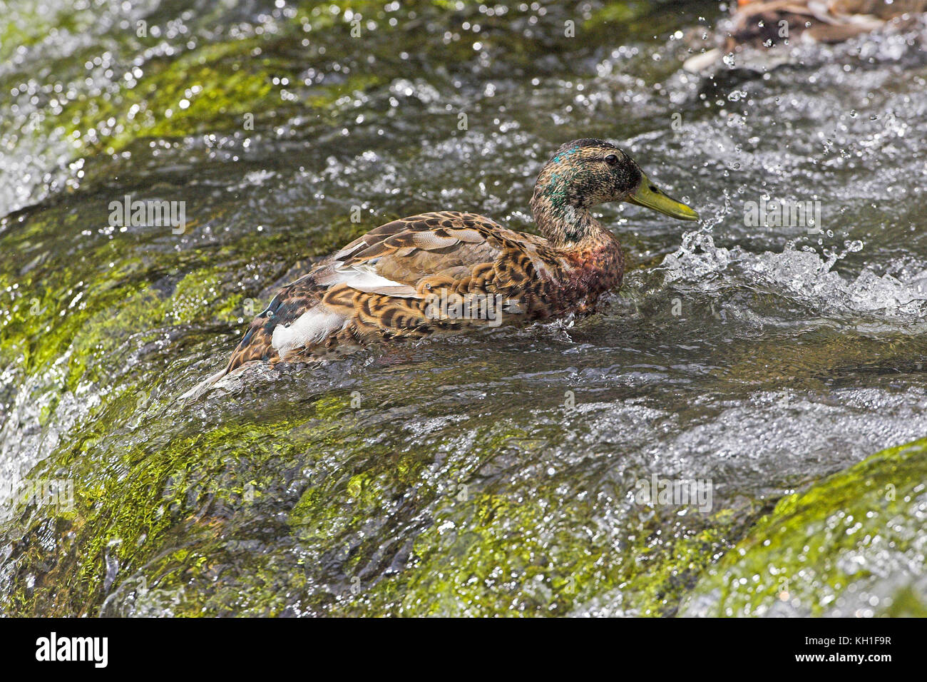 Mallard Anas platyrhynchos male in eclipse plumage Peak District ...