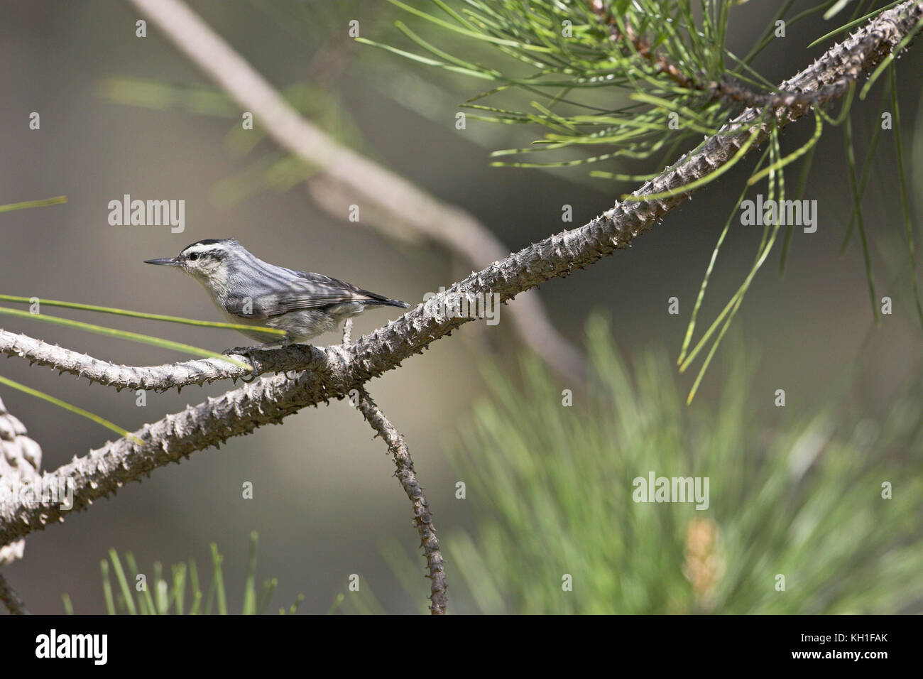 Sittelle corse hi-res stock photography and images - Alamy