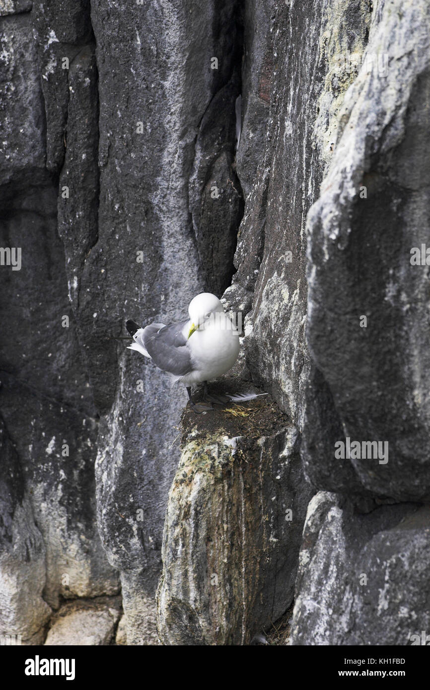 Black-legged kittiwake Rissa tridactyla Isle of May Firth of Forth ...