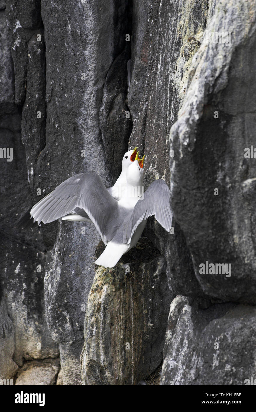 Black-legged kittiwake Rissa tridactyla Isle of May Firth of Forth ...