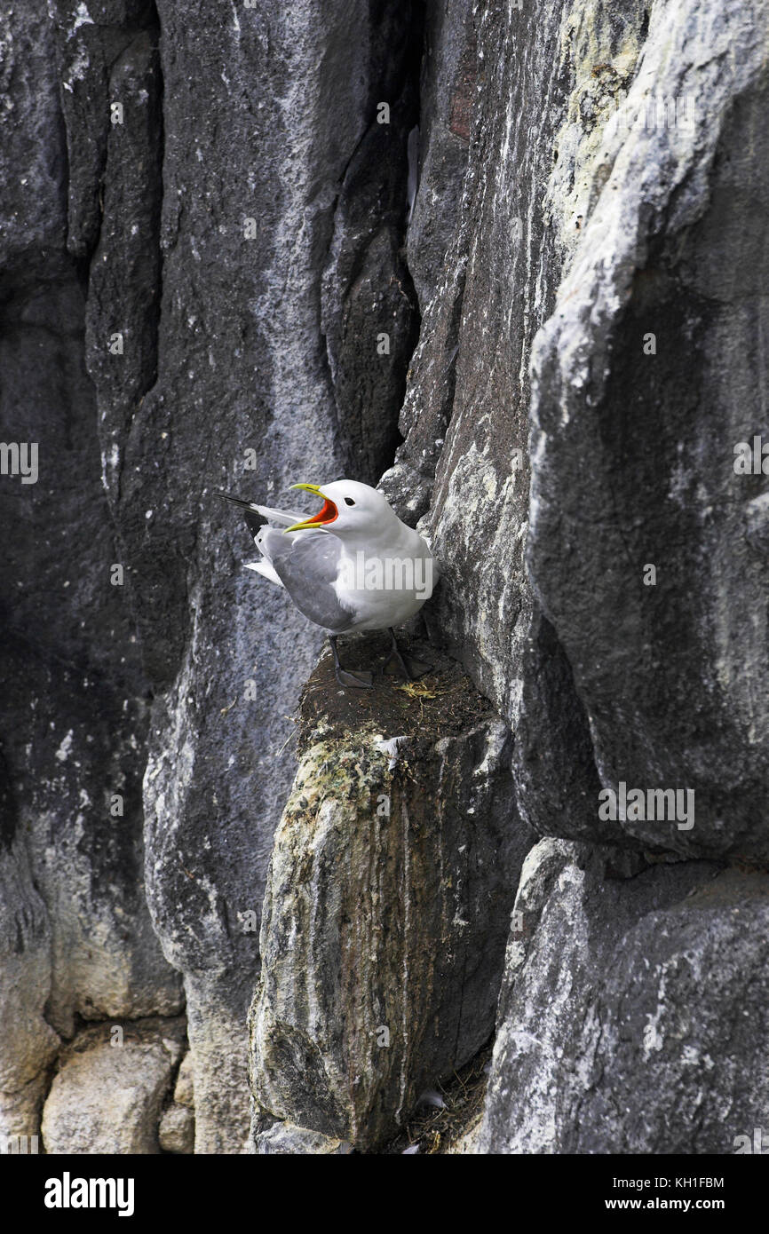 Black-legged kittiwake Rissa tridactyla Isle of May Firth of Forth ...