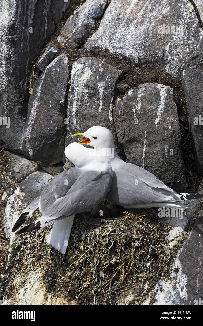 Black-legged kittiwake Rissa tridactyla Isle of May Firth of Forth ...