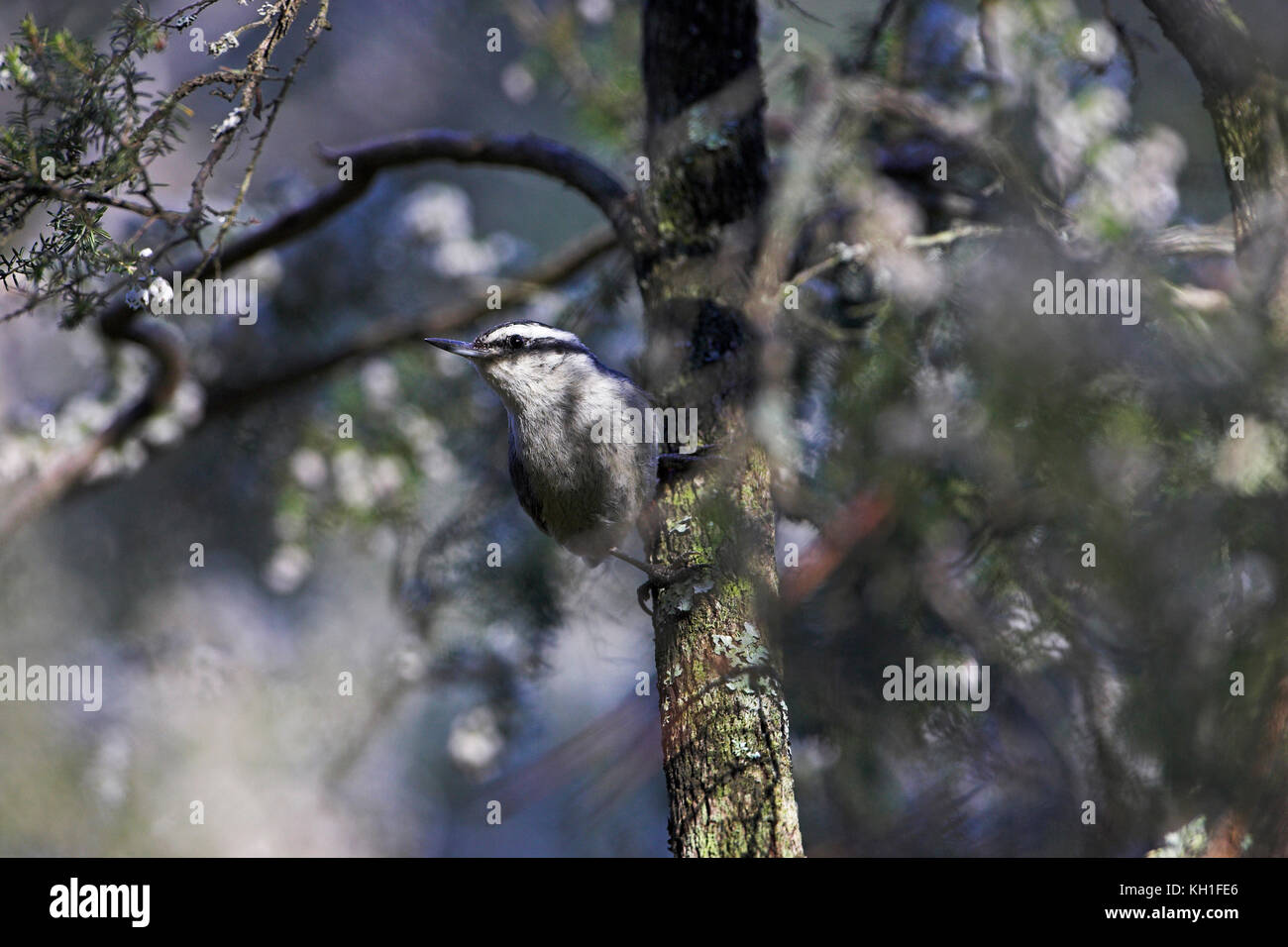 Corsican nuthatch Sitta whiteheadi Restonica Valley Corsica France ...