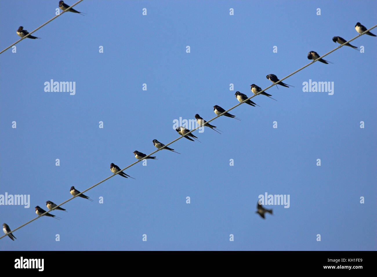 Barn Swallow Flock Stock Photos & Barn Swallow Flock Stock Images - Alamy
