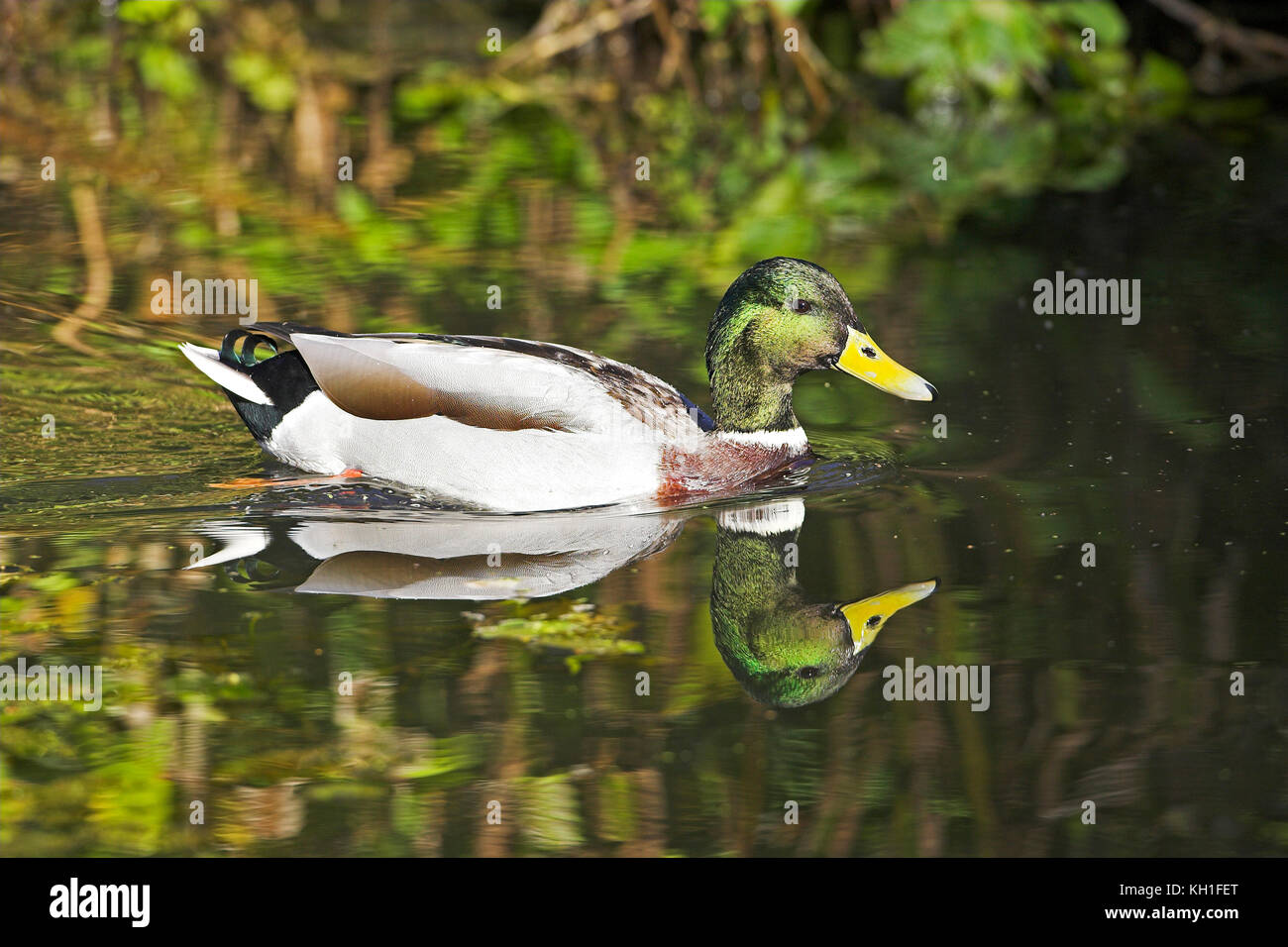 Drake mallard in eclipse hi-res stock photography and images - Alamy