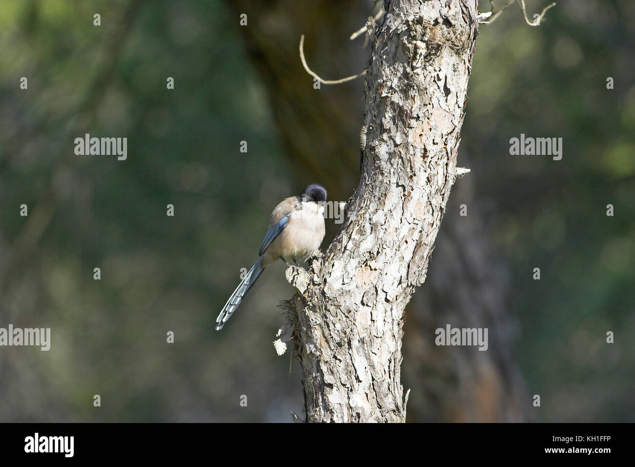 Azure-winged magpie Cyanopica cyanus Algarve Portugal Stock Photo - Alamy