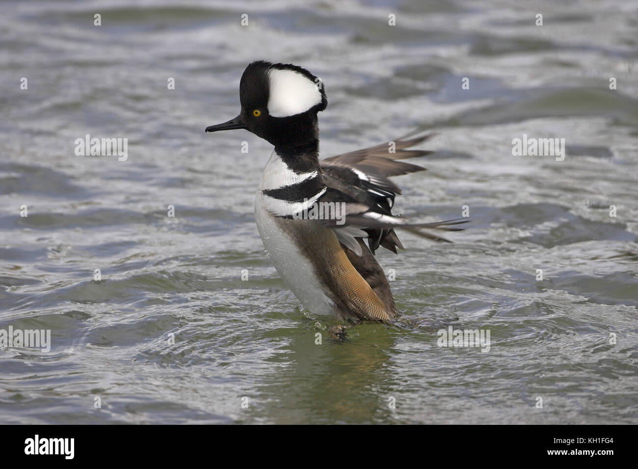 Hooded merganser Lophodytes cucullatus male Radipole Lake RSPB nature ...