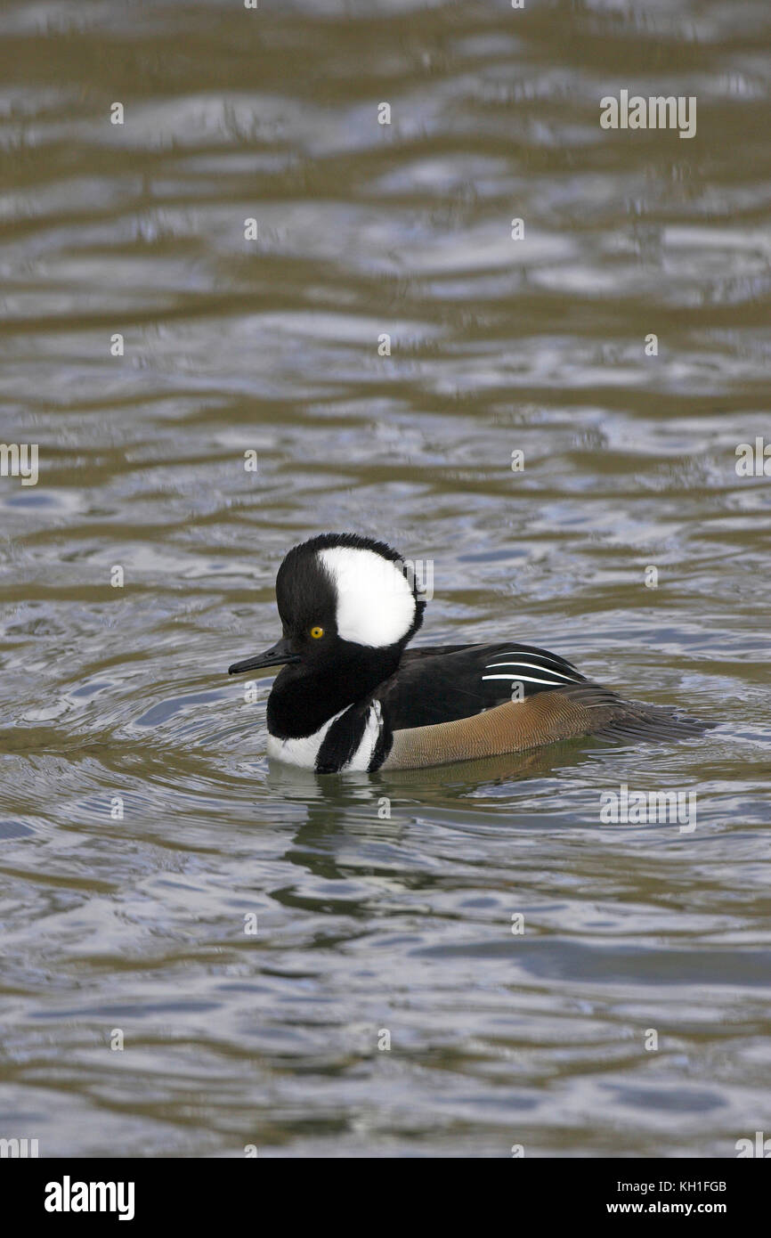 Hooded merganser Lophodytes cucullatus male Radipole Lake RSPB nature ...