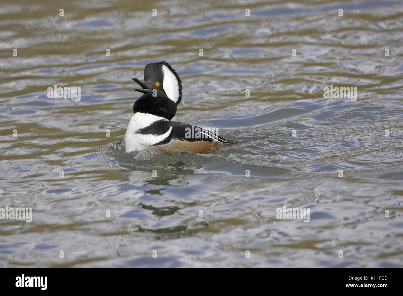 Hooded merganser Lophodytes cucullatus male Radipole Lake RSPB nature ...