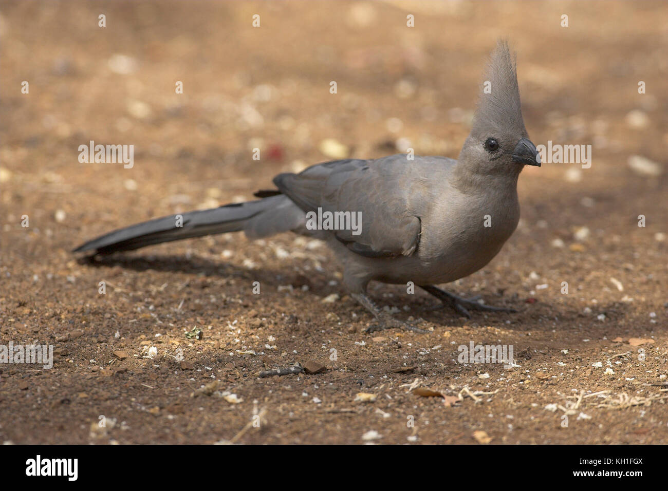 Grey lourie Corythaixoides concolor Kruger National Park South Africa ...