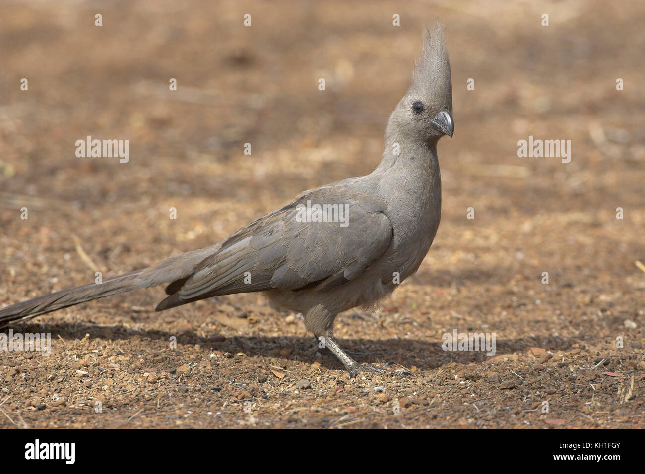 Grey lourie Corythaixoides concolor Kruger National Park South Africa ...