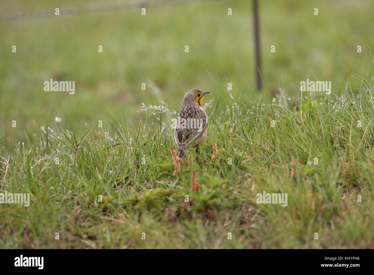 Cape longclaw Macronyx capensis Wakkestroom South Africa Stock Photo ...