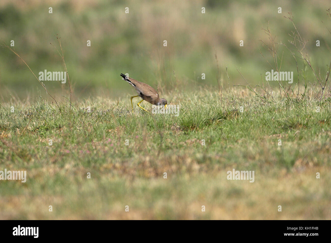 African wattled lapwing Vanellus senegallus near Wakkestroom wetland ...