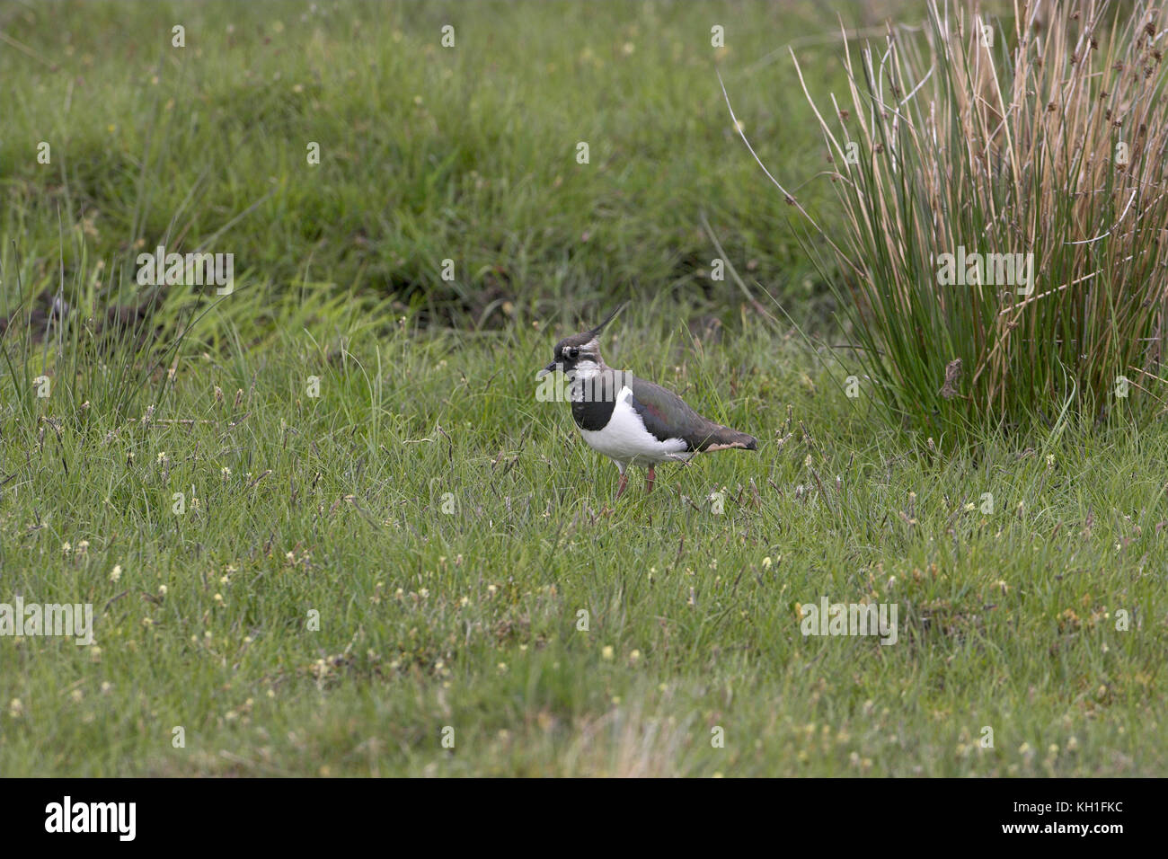 Female northern lapwing vanellus vanellus hi-res stock photography and ...