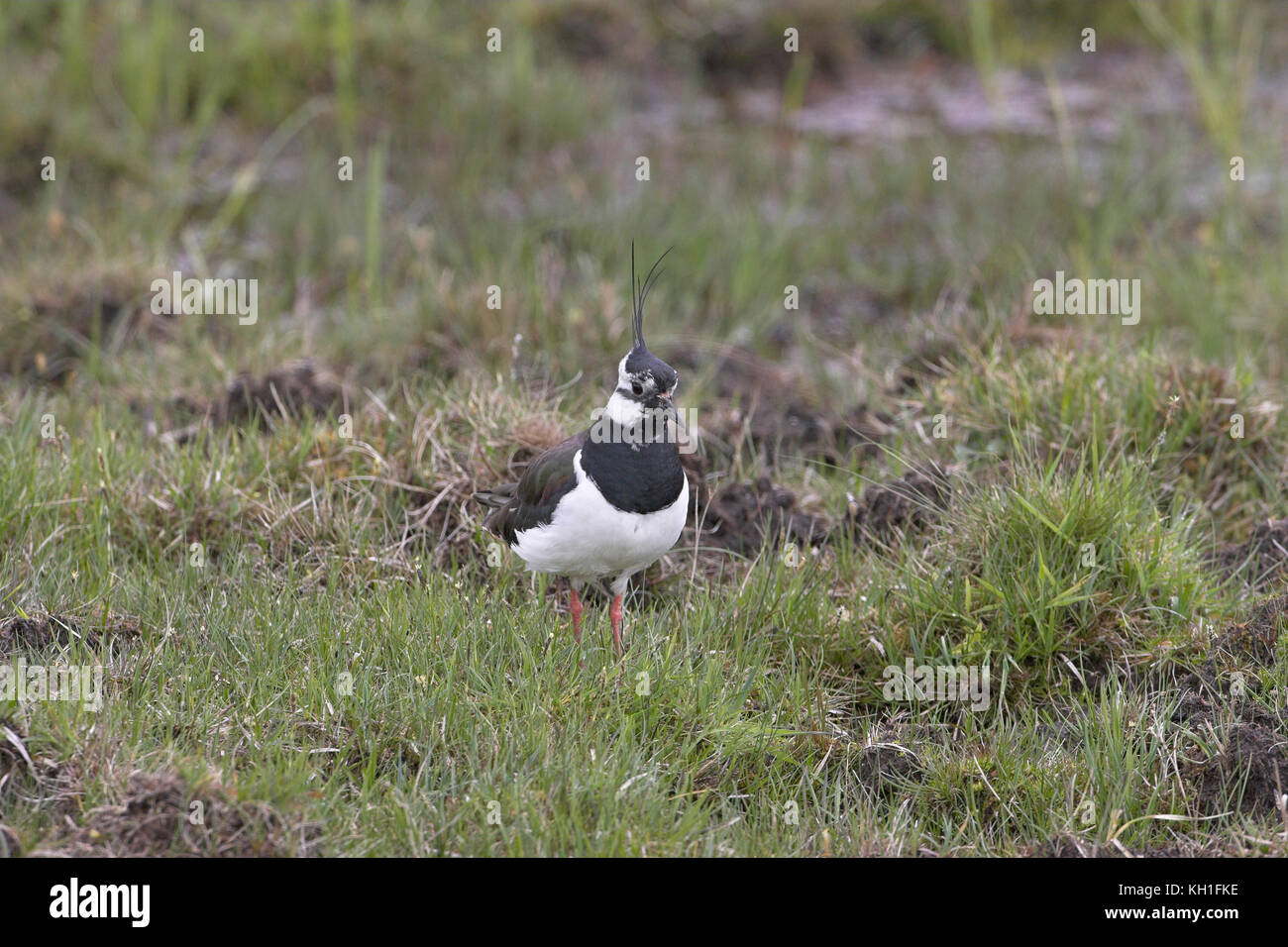Northern lapwing Vanellus vanellus male Scotland Stock Photo - Alamy