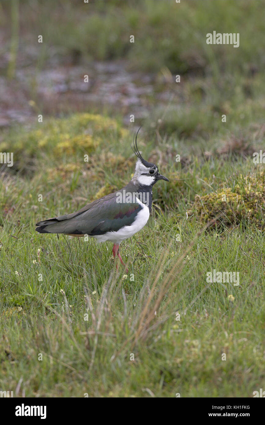 Northern lapwing Vanellus vanellus male Scotland Stock Photo - Alamy