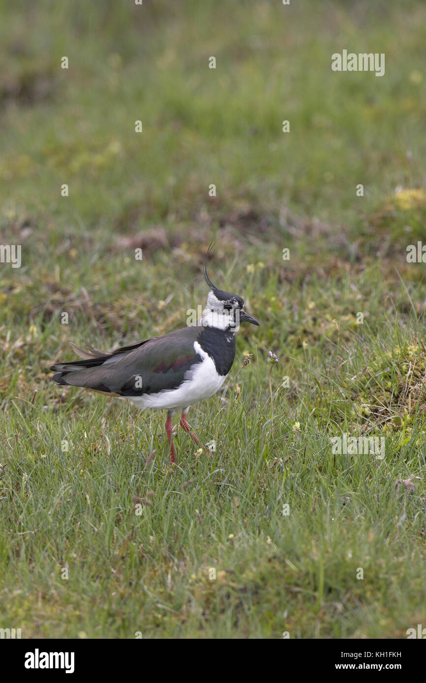 Northern lapwing Vanellus vanellus male Scotland Stock Photo - Alamy