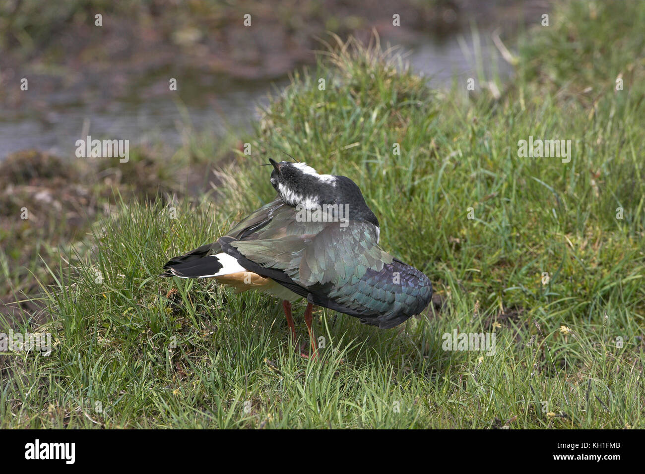 Northern lapwing Vanellus vanellus Scotland Stock Photo - Alamy