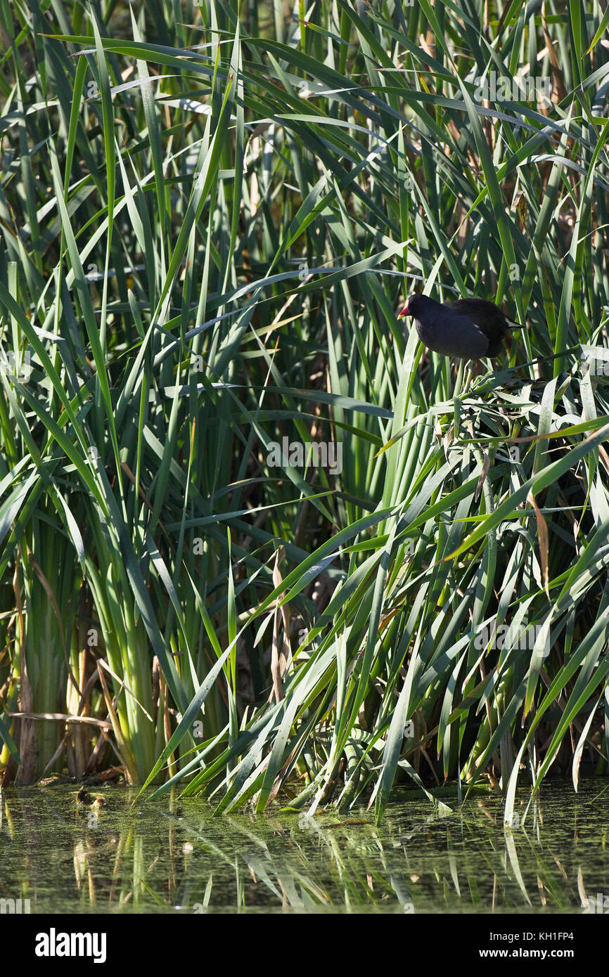 Common moorhen Gallinula chloropus Grey Lake RSPB reserve Somerset ...