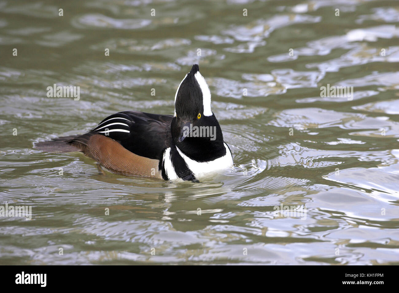 Hooded merganser Lophodytes cucullatus male Radipole Lake RSPB nature ...