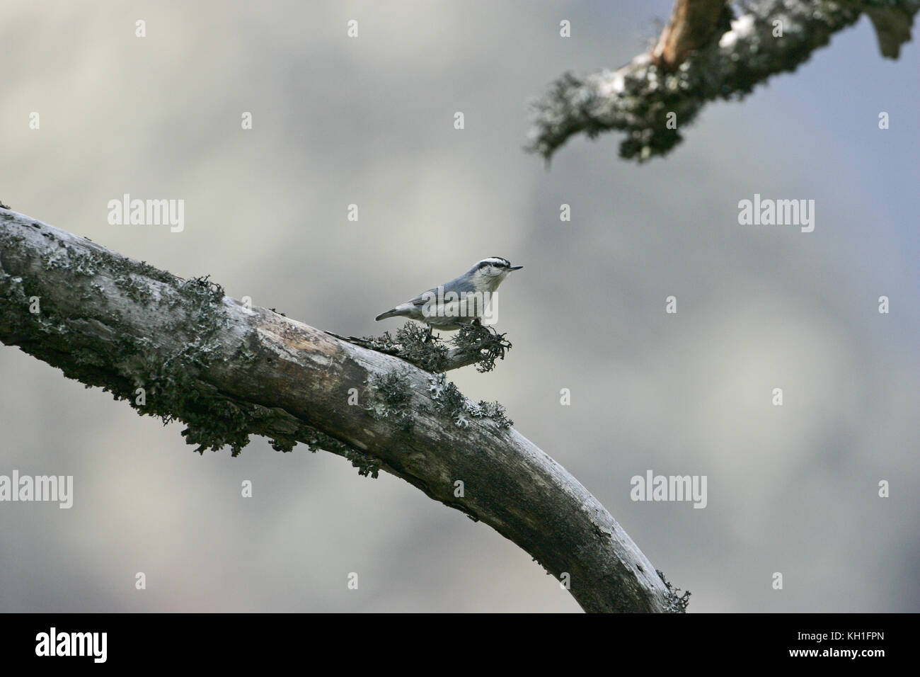 Corsican nuthatch Sitta whiteheadi Corsica France Stock Photo - Alamy