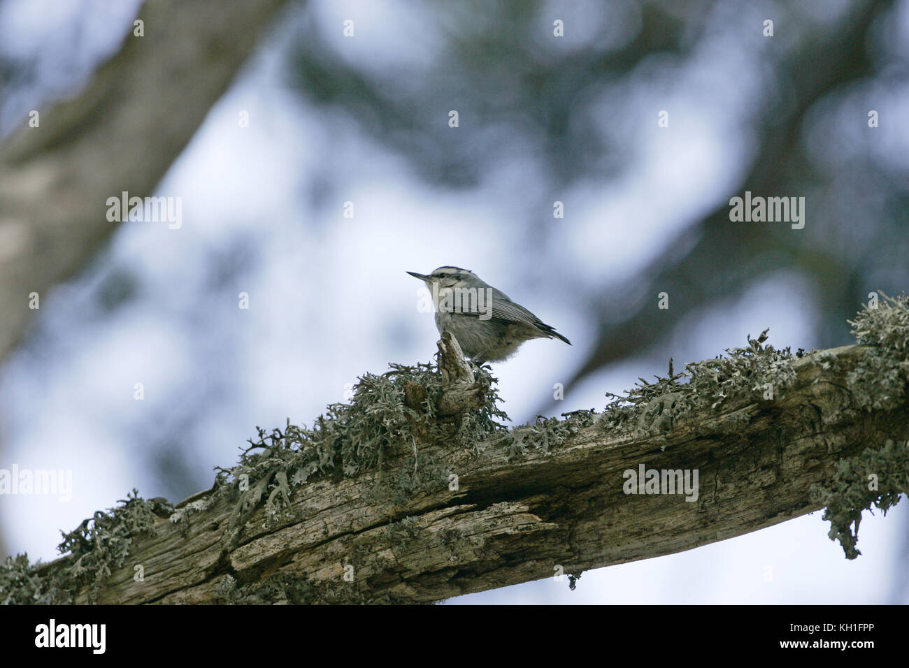 Corsican nuthatch Sitta whiteheadi Corsica France Stock Photo - Alamy