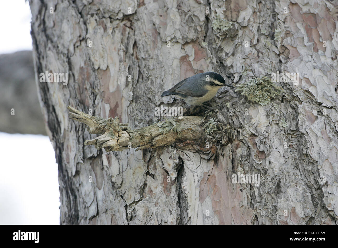 Corsican nuthatch pine hi-res stock photography and images - Alamy