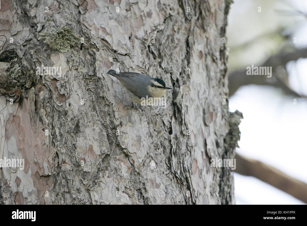 Corsican nuthatch Sitta whiteheadi Corsica France Stock Photo - Alamy
