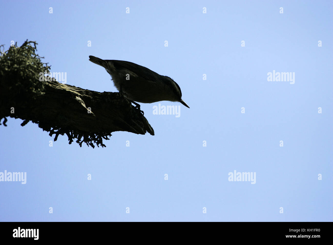 Corsican nuthatch Sitta whiteheadi Corsica France Stock Photo - Alamy