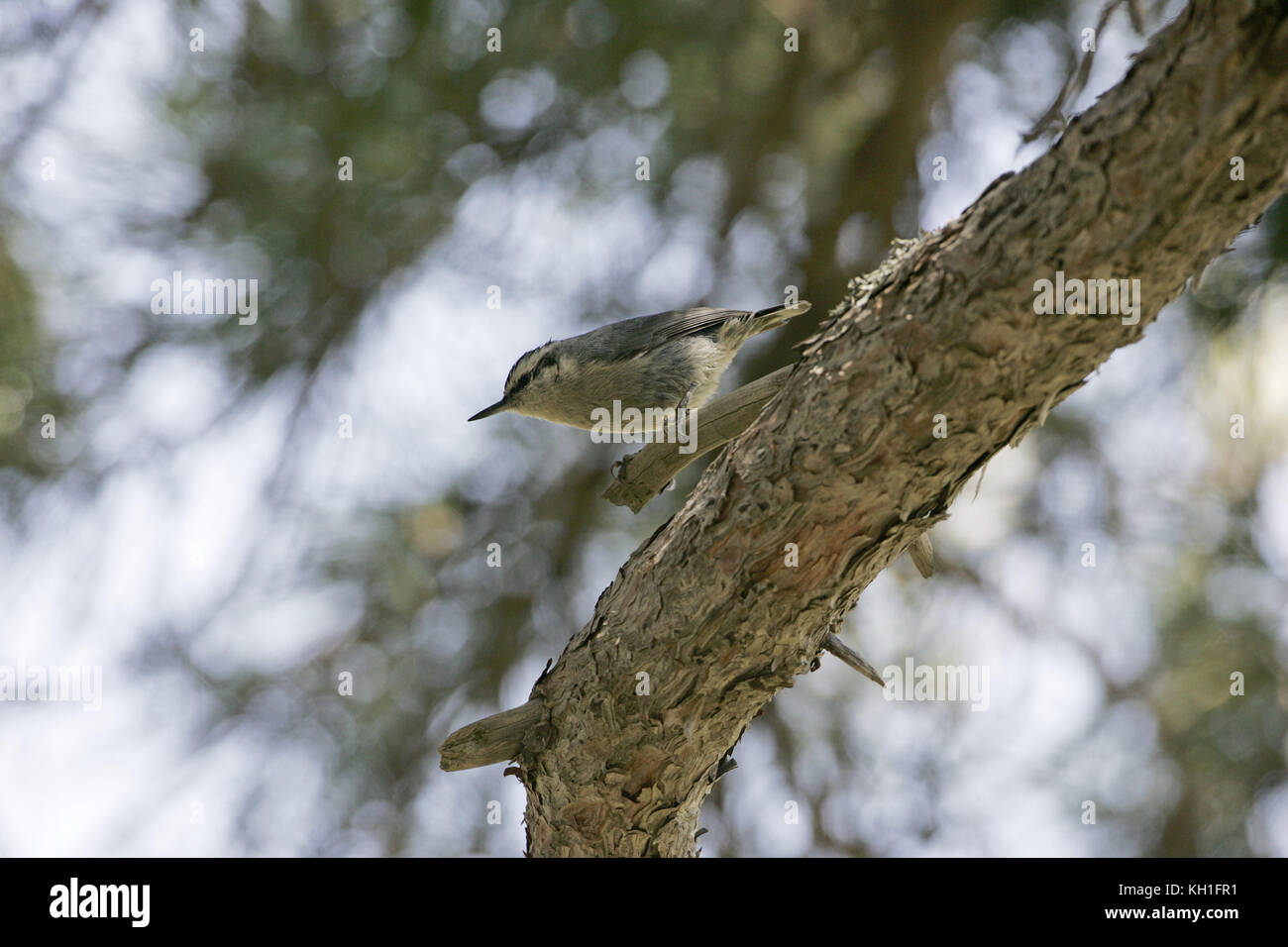 Corsican nuthatch Sitta whiteheadi Corsica France Stock Photo - Alamy