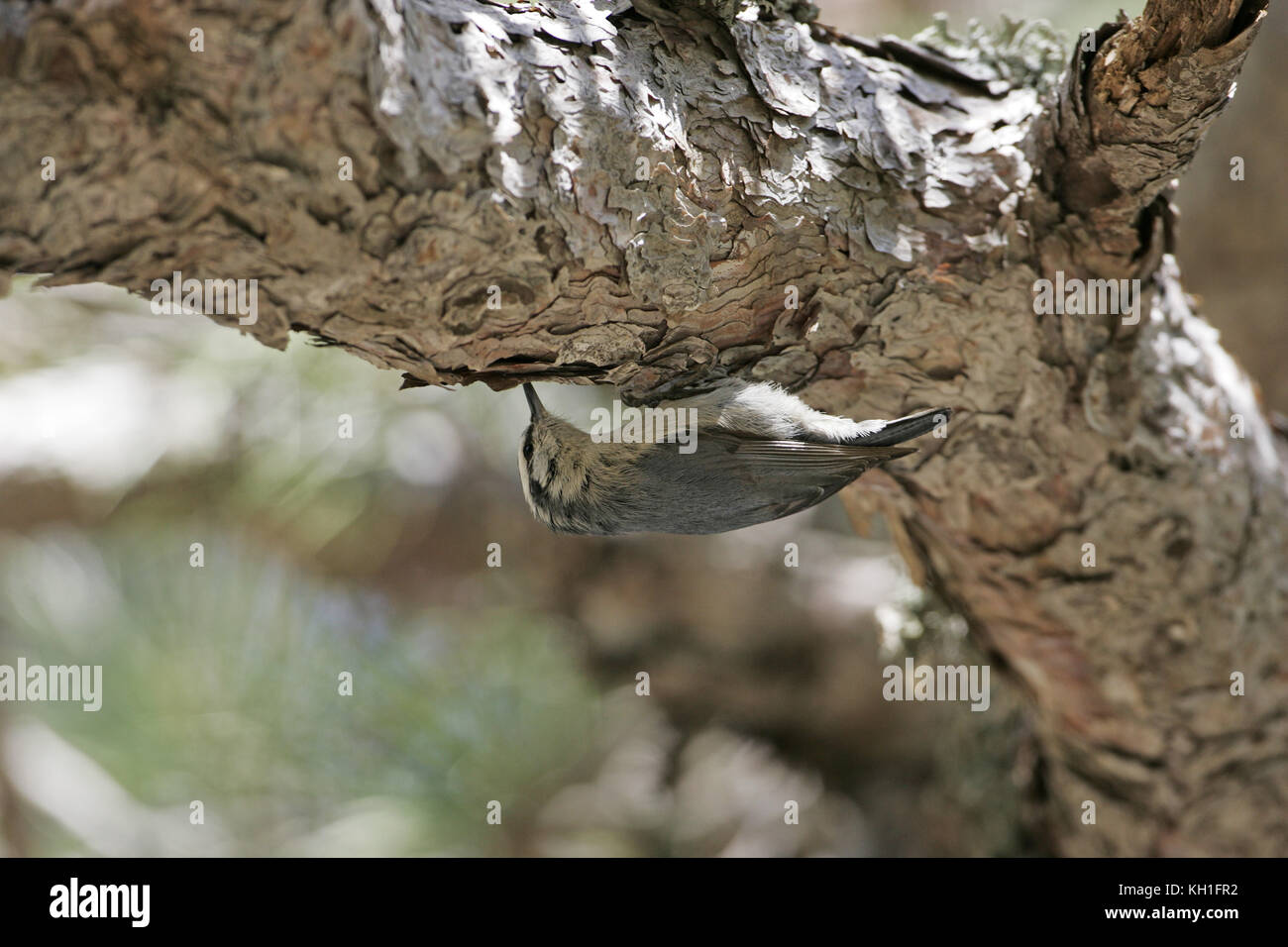 Corsican nuthatch pine hi-res stock photography and images - Alamy
