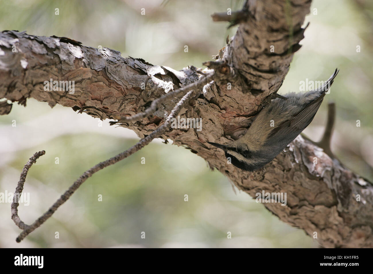 Corsican nuthatch pine hi-res stock photography and images - Alamy