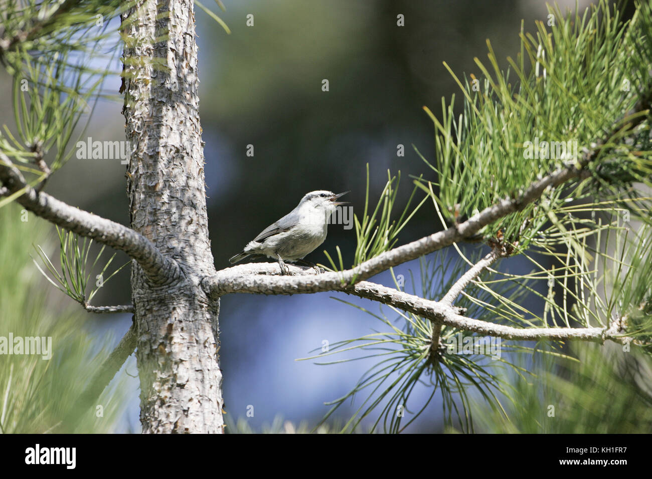 Corsican nuthatch Sitta whiteheadi Corsica France Stock Photo - Alamy