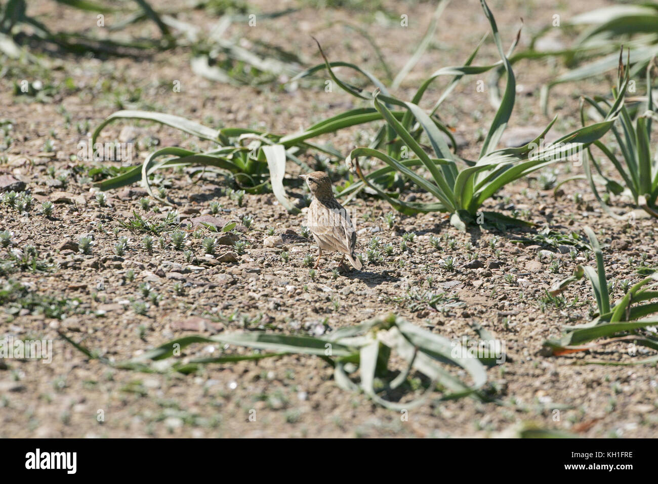 Greater short-toed lark Calandrella brachydactyla Cap Corse Corsica ...