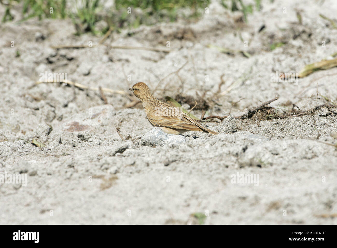 Greater short-toed lark Calandrella brachydactyla Cap Corse Corsica ...