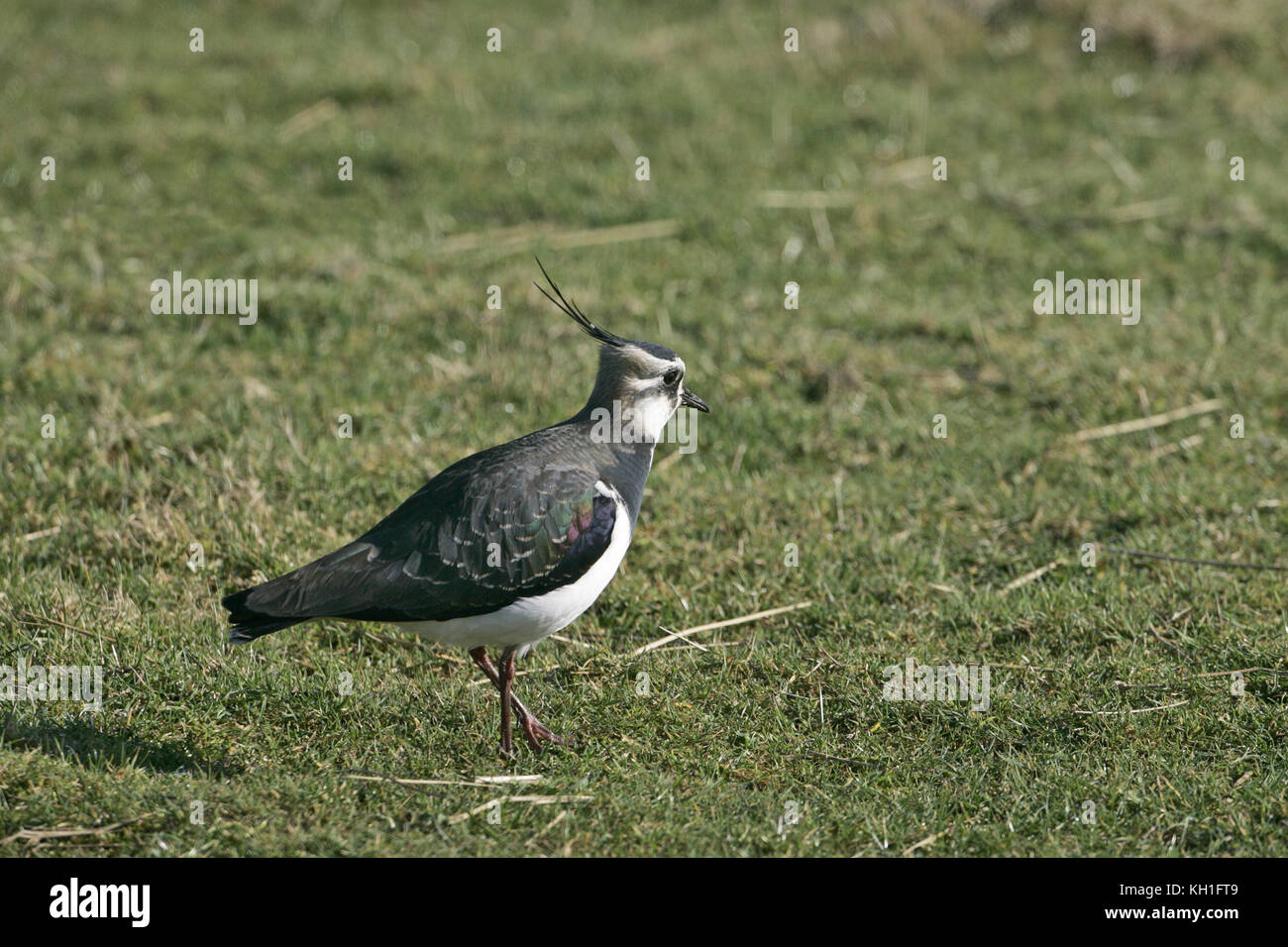 Pennington marshes hi-res stock photography and images - Alamy