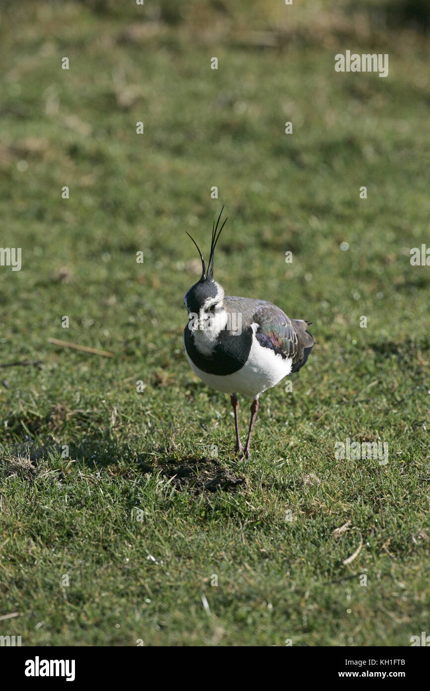 Pennington marshes hi-res stock photography and images - Alamy