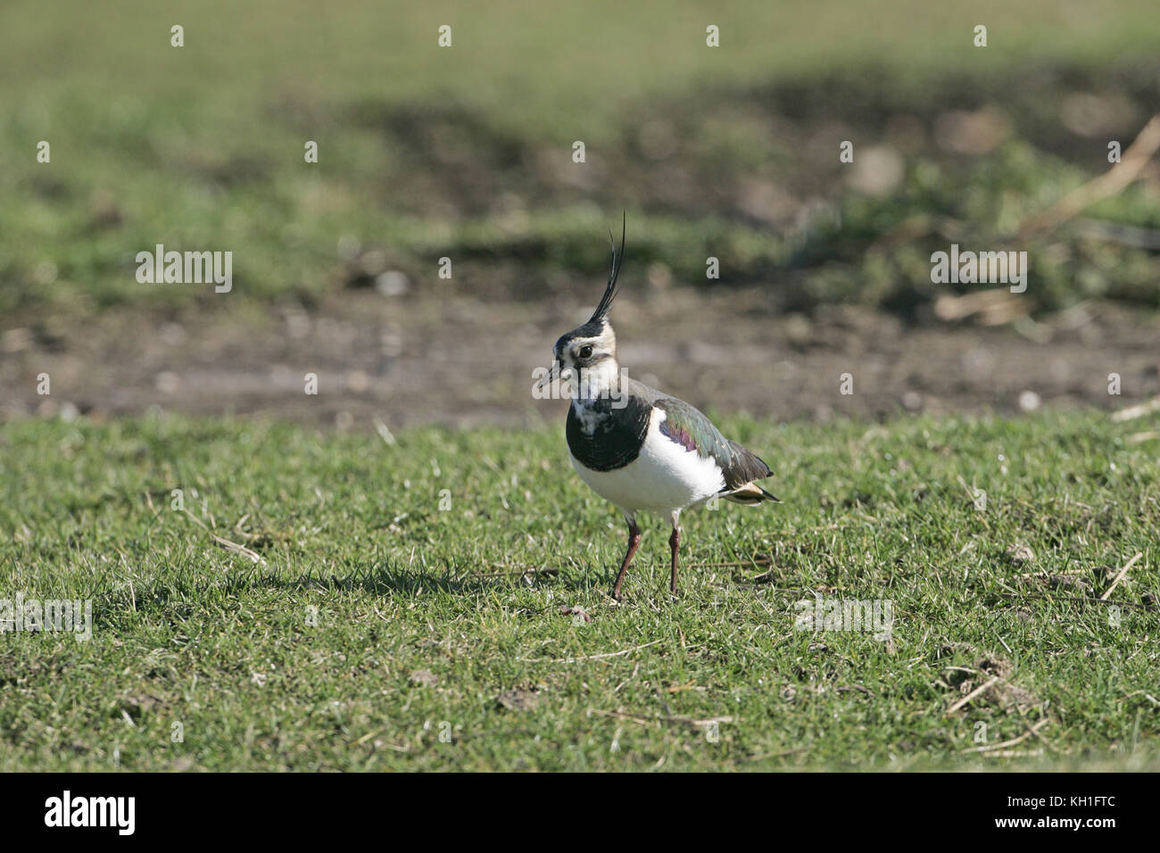Pennington marshes hi-res stock photography and images - Alamy