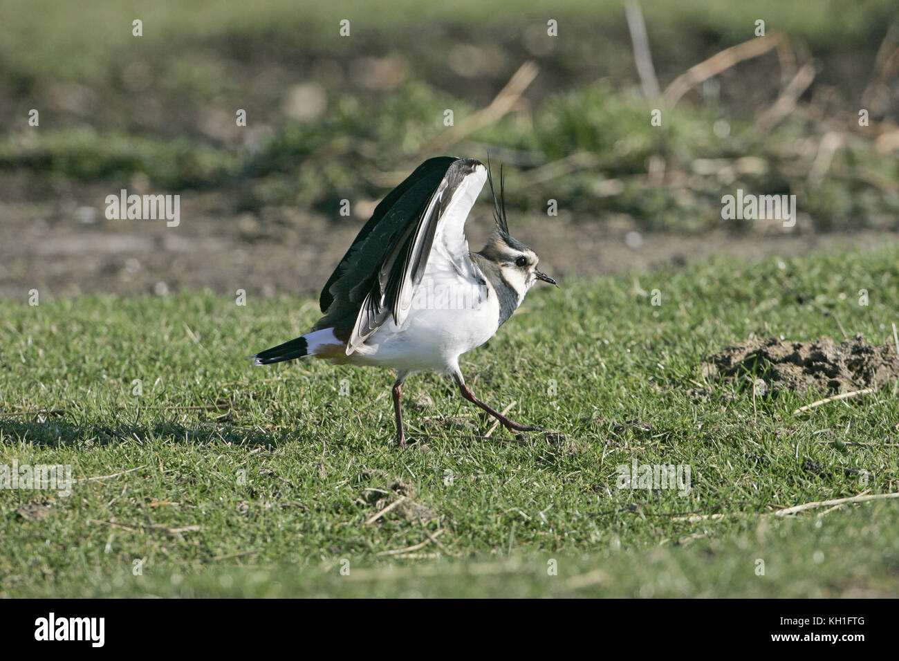 Pennington marshes hi-res stock photography and images - Alamy