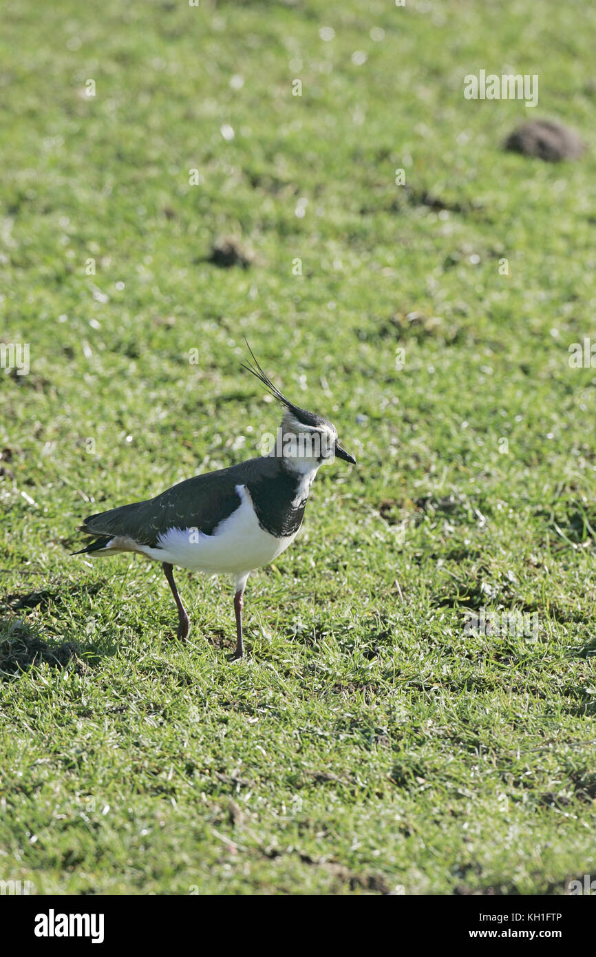 Pennington marshes hi-res stock photography and images - Alamy