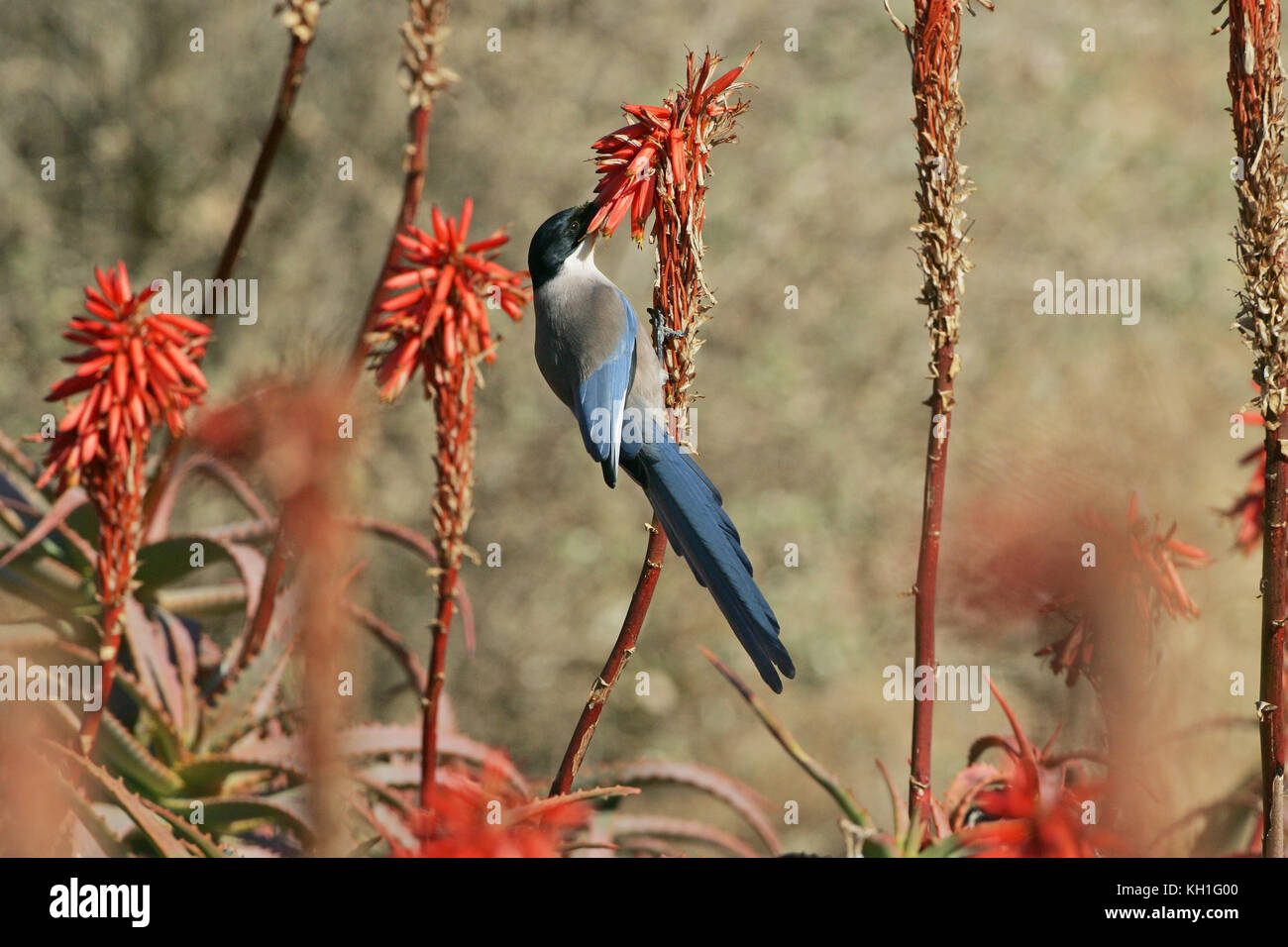 Azure-winged magpie Cyanopica cyanus feeding amongst the flowers of ...