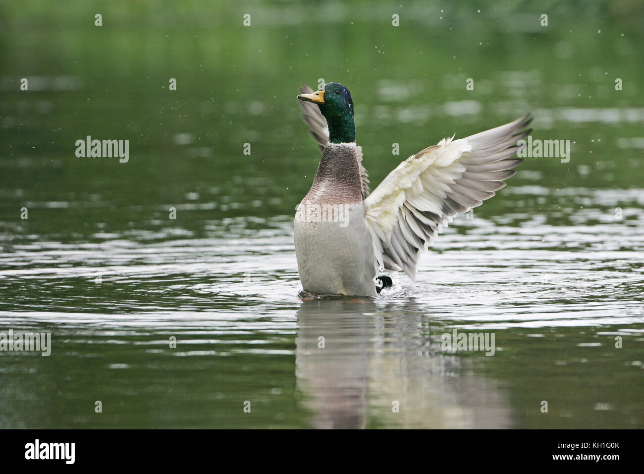Mallard Anas platyrhynchos male wing-flapping River Avon Hampshire ...