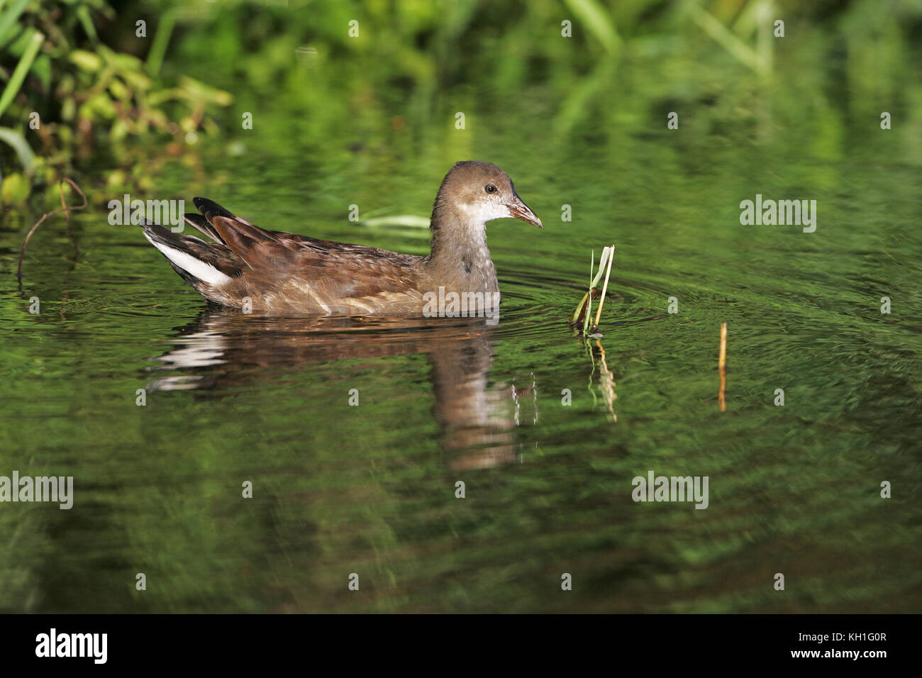 Common moorhen Gallinula chloropus juvenile swimming in the River Avon ...