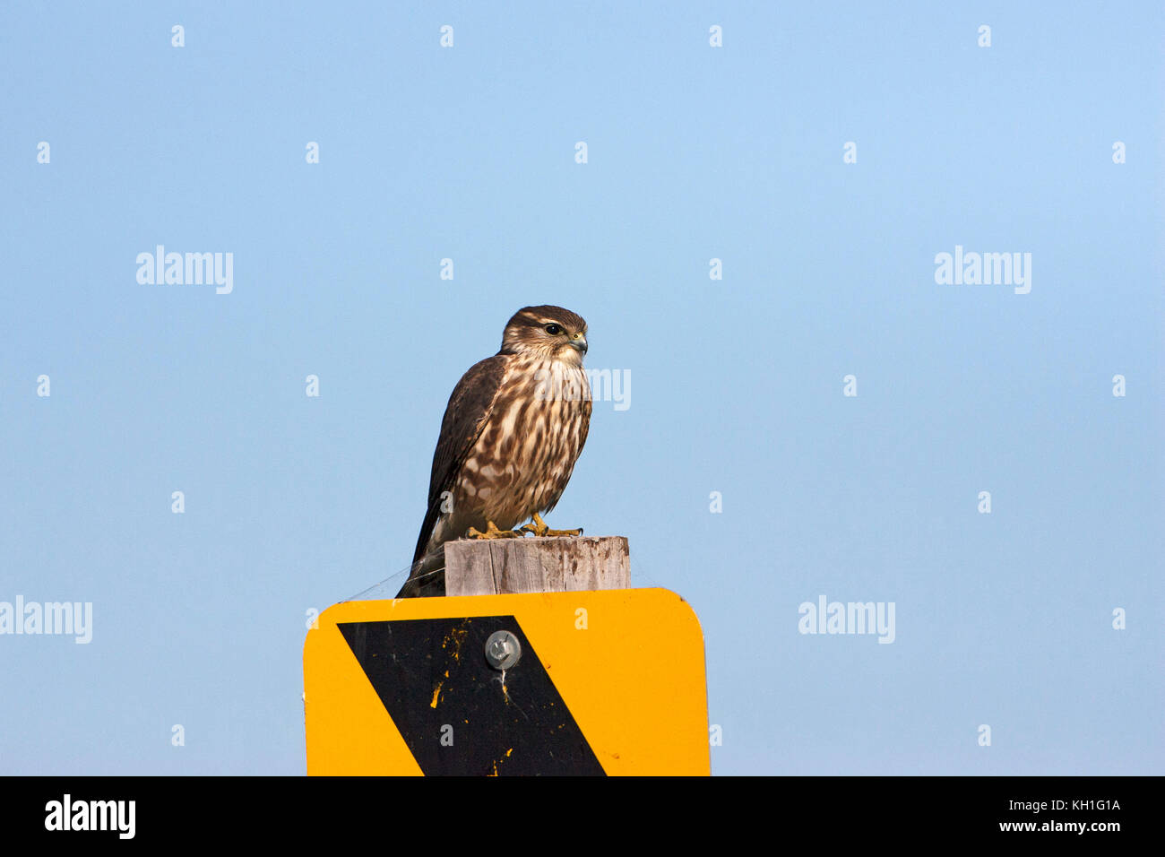 Hawk on sign hi-res stock photography and images - Alamy