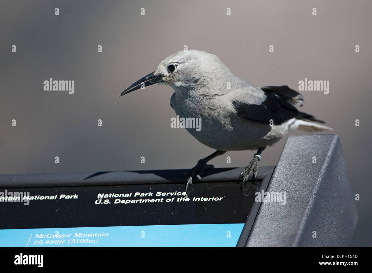 Clark's nutcracker Nucifraga columbiana banded bird on information ...