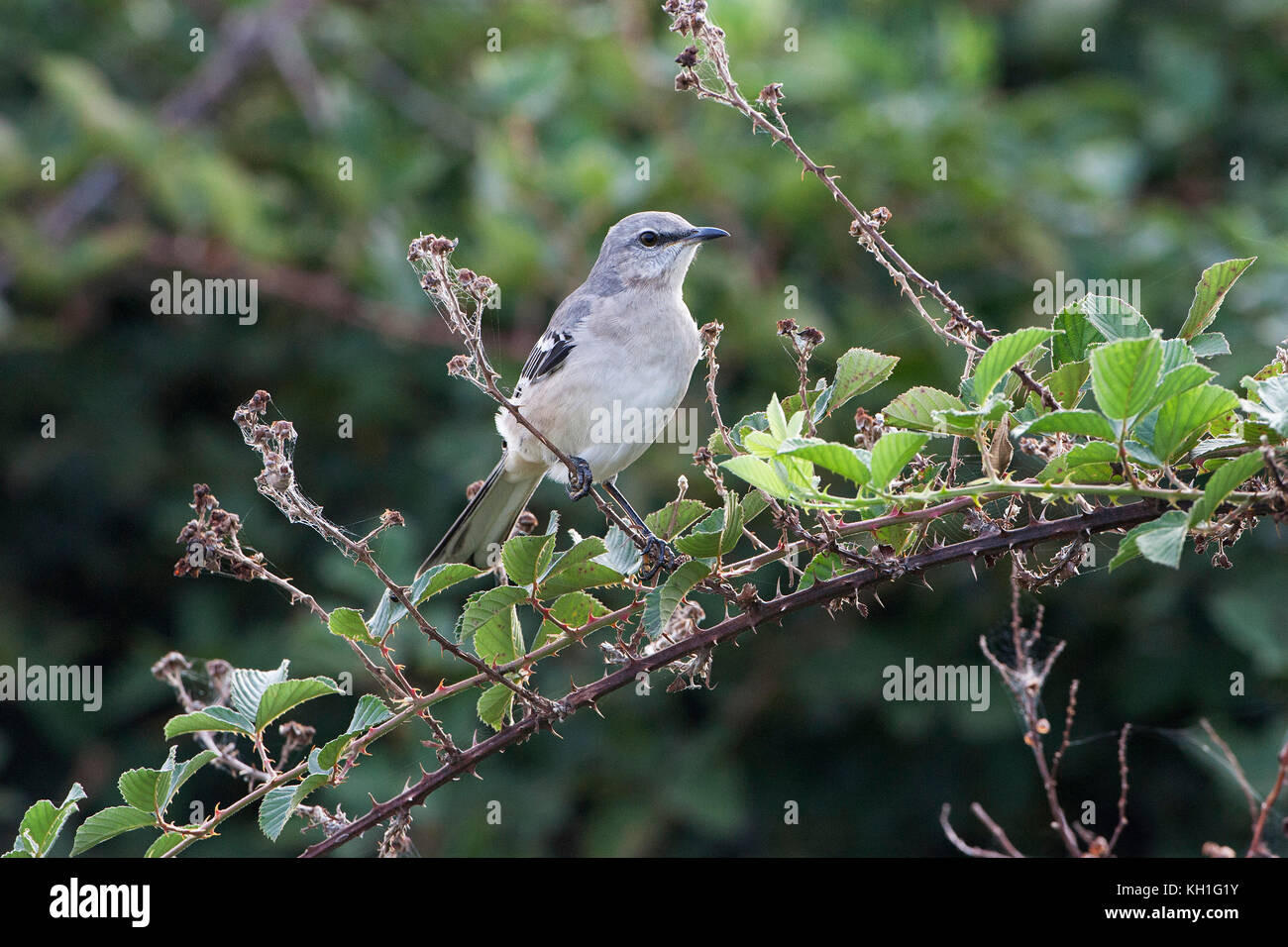 Northern mockingbird Mimus polyglottos perched in brambles Heritage ...