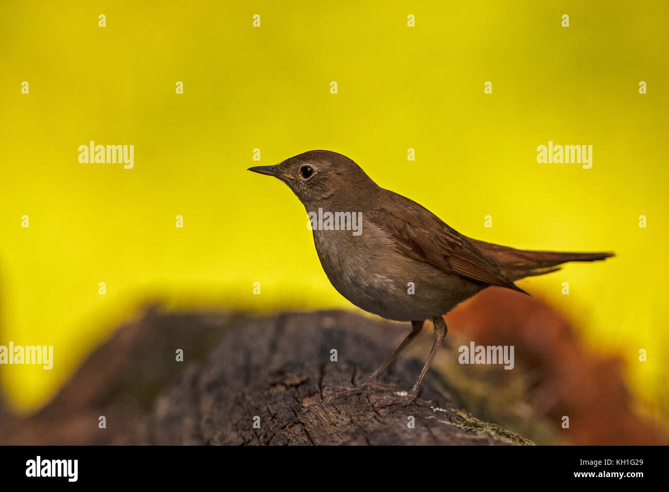 Nightingale family hi-res stock photography and images - Alamy